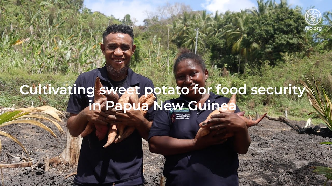 Cultivating sweet potato for food security in Papua New Guinea - YouTube