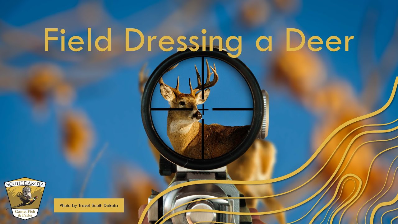Field Dressing a Deer - YouTube