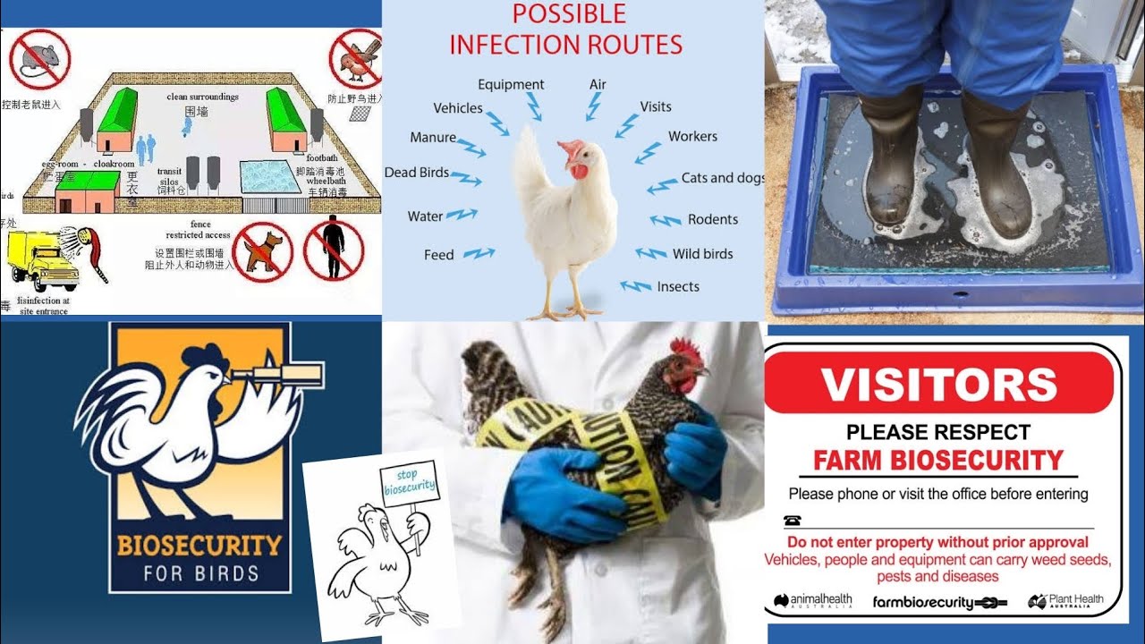 How to Prevent Disease and best biosecurity on Poultry Farm. - YouTube