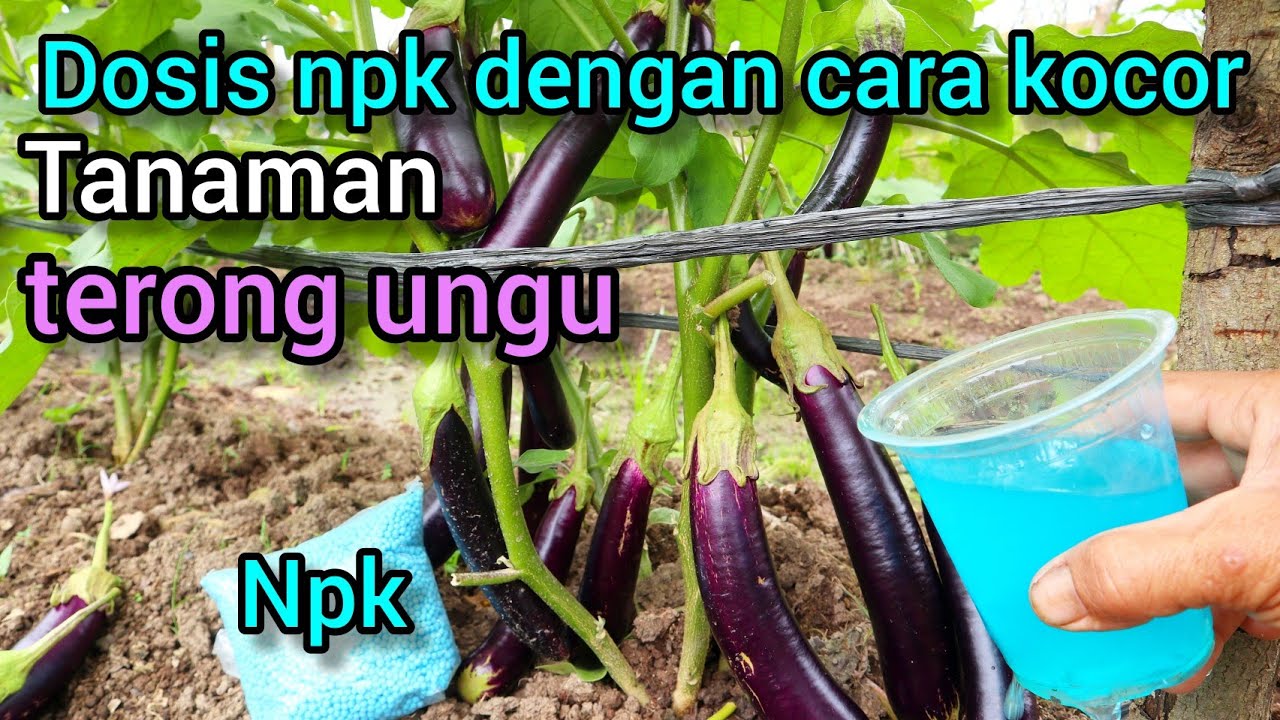 Dosis yg tepat pemupukan terong ungu menggunakan Npk mutiara 16 dengan ...