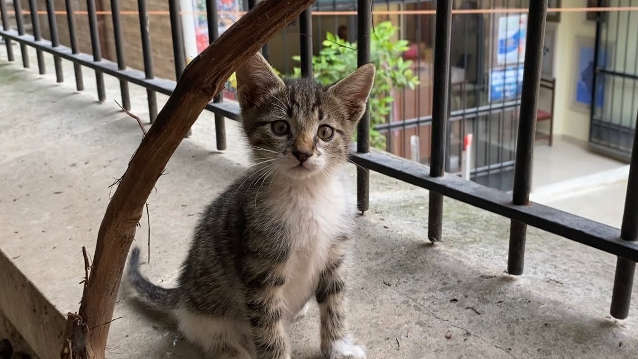 Incredibly cute Kittens living on the street. These Kittens are so ...