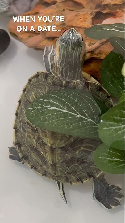 WHEN YOU’RE ON A DATE WITH A NEW GIR #turtle #funny #pet #reptile # ...