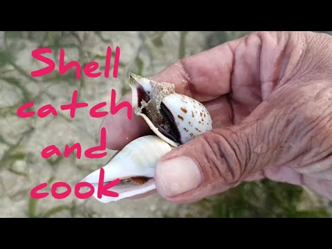 Catch and cook ._SAHANG SHELL SIKAD SIKAD AT IBA PA - YouTube