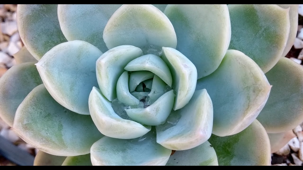 Graptoveria 'Fantome' - DICAS de CULTIVO e CURIOSIDADES - YouTube