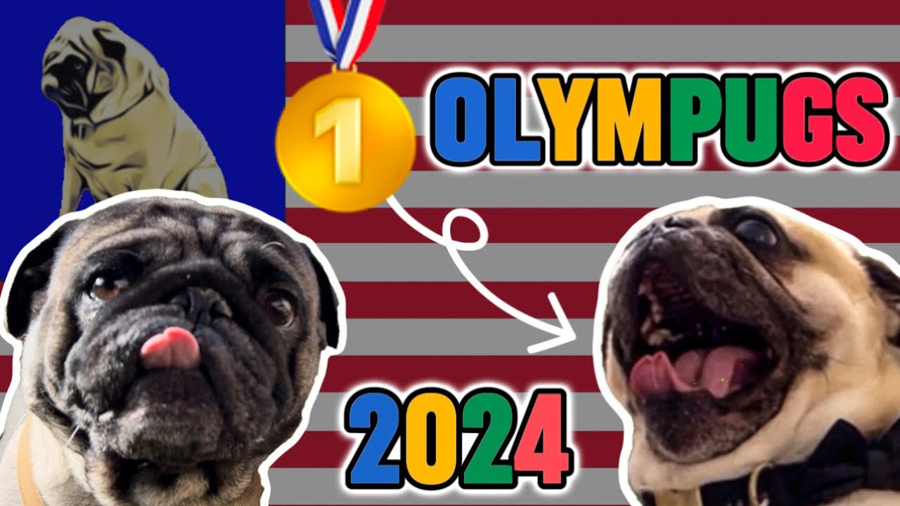 What Olympic Sports Could My Pugs Win a Medal at? - YouTube