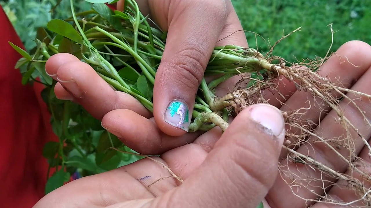MAX LEARNERS - Symbiosis between roots of legumes and Rhizobium ...