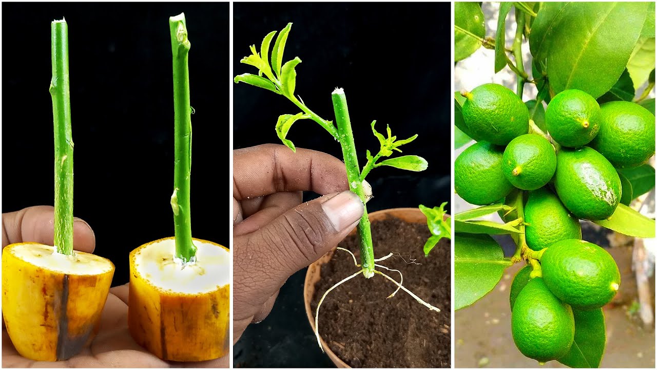 Propagation Lemon Tree From Cutting In A Banana Organic Rooting Hormone ...