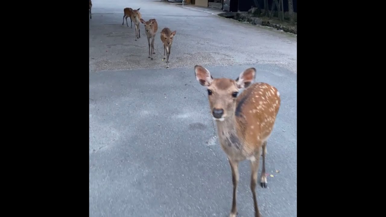 How Many Deer Can You Spot I Came Across Deer Marching In Nara Park how-many-deer-can-you-spot-i-came-across-deer-marching-in-nara-park