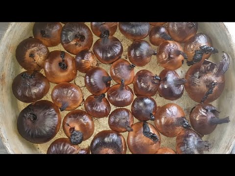 🙂 ЖИВОТ В МАЛКИЯ ГРАД/ ПЕЧЕН ЛУК НА ФУРНА, ГРИЖА ЗА ПЪЦКАНА, СПОМЕНИ ОТ ...
