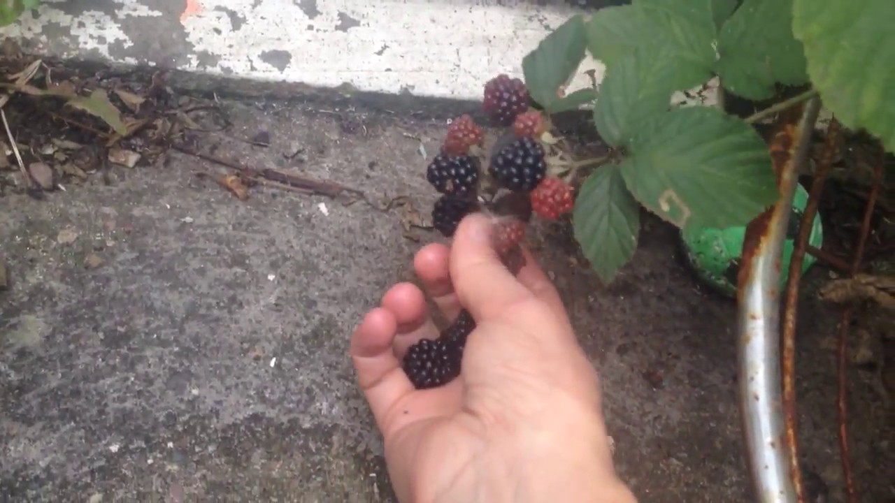 Picking sweet wild raspberries from our garden - YouTube