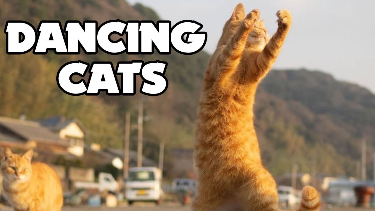 Cats Dancing to Music Funny - YouTube