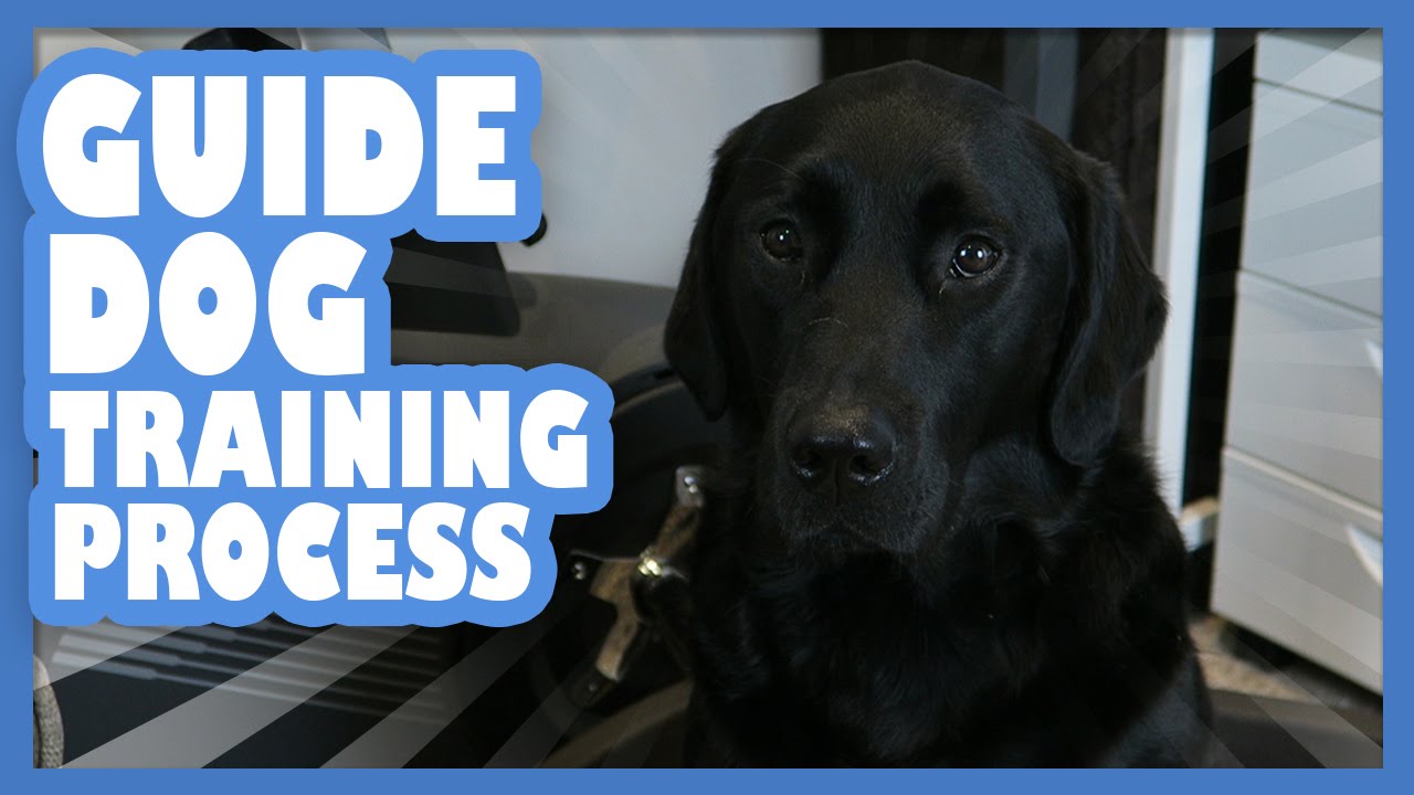 Guide Dog Training Process | Lucy Edwards - YouTube