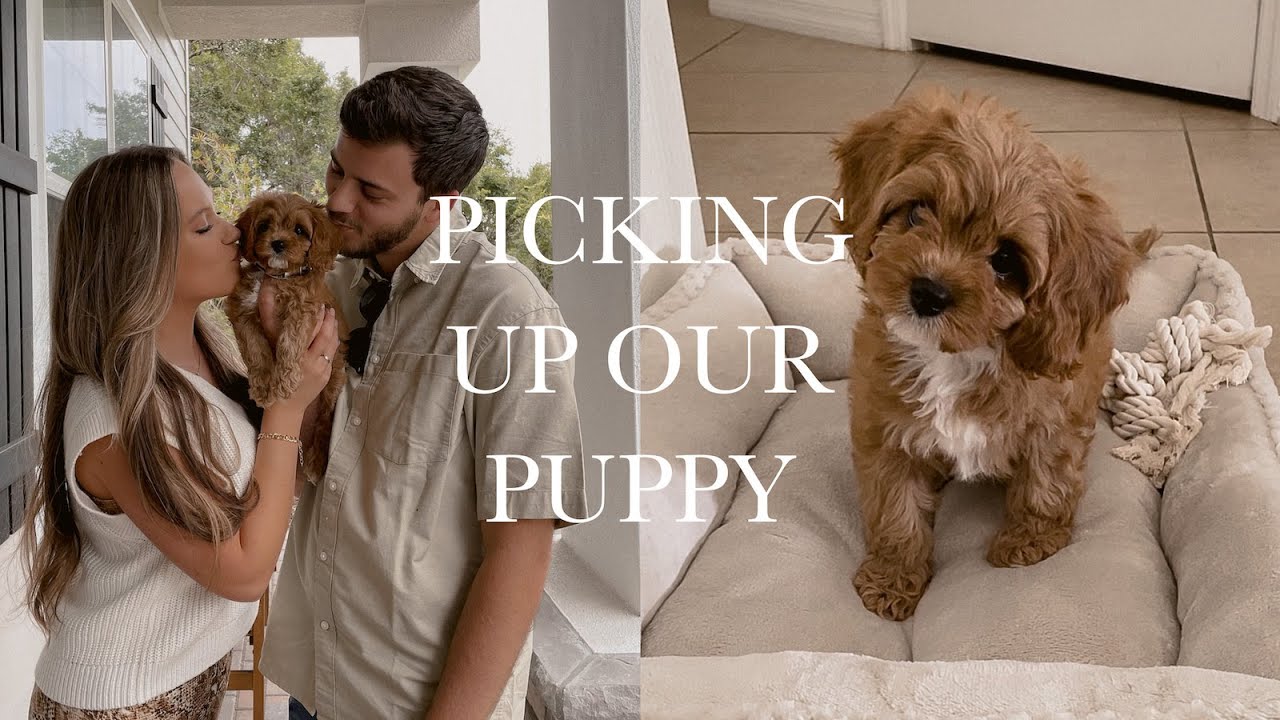 GETTING OUR NEW PUPPY! | 8 week old f1 cavapoo - YouTube