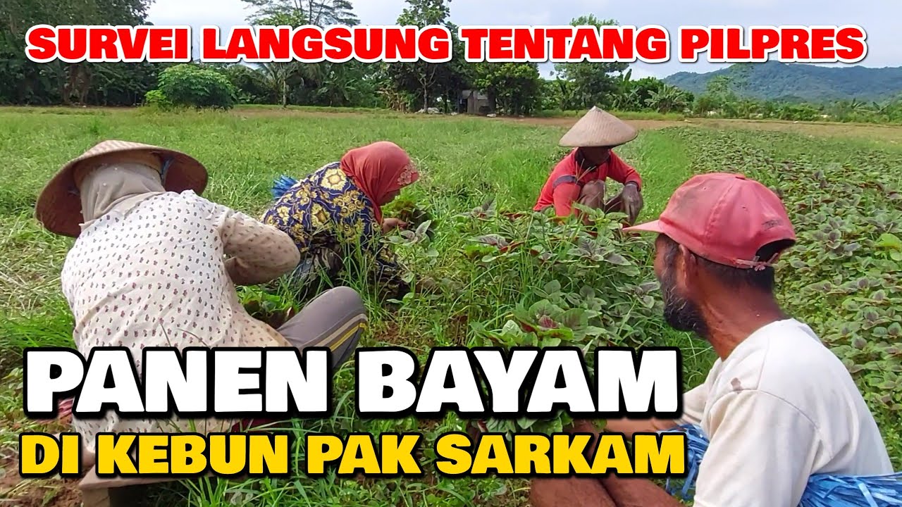 PANEN BAYAM DI KEBUN BAPAK SARKAM || HARGA 2000/IKAT SAMBIL NGOBROL ...