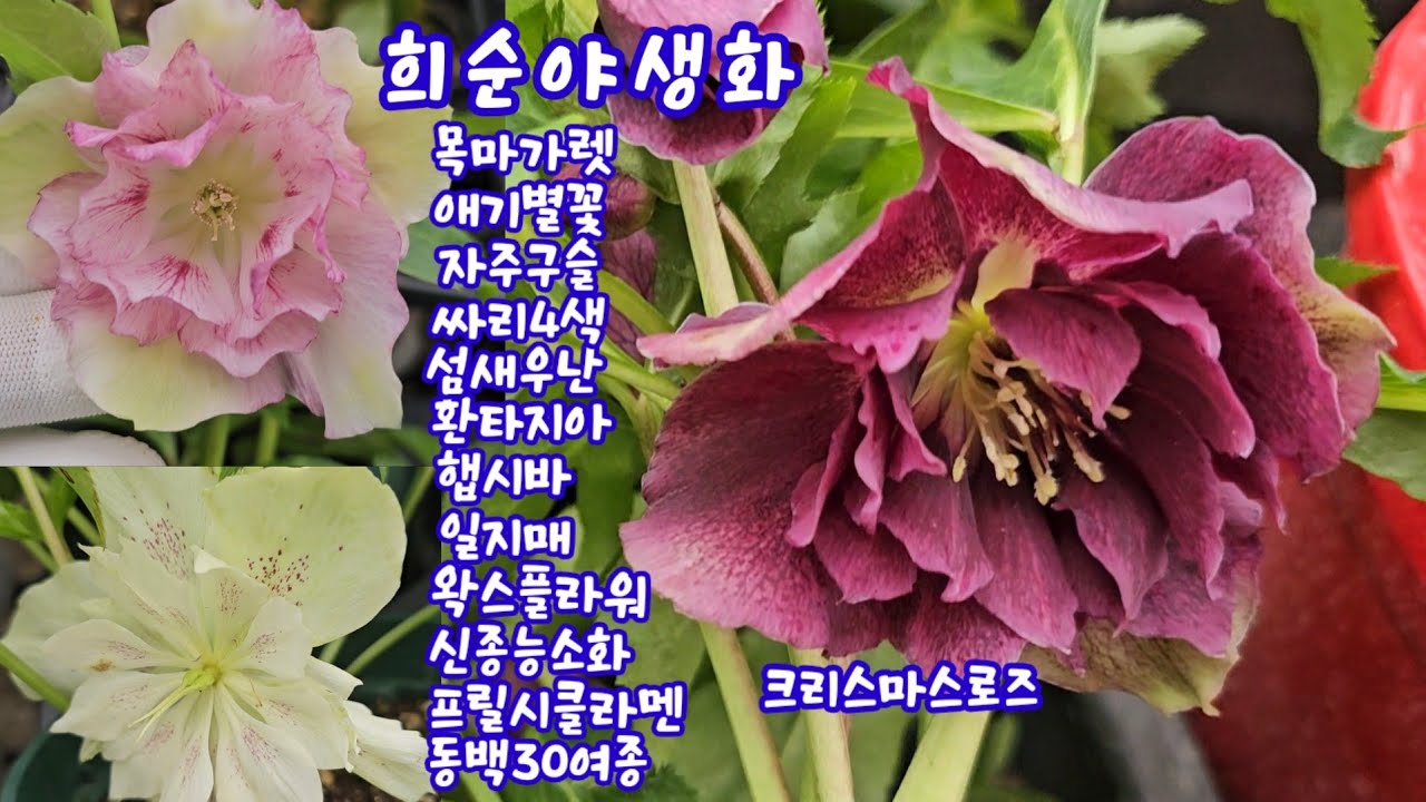 희순야생화 눈물나게 예쁜 겨울꽃들 목마가렛애기별꽃자주구슬겨울팬지싸리새우난향수작약목단환타지아햅시바카랑코에왁스플라워크리스마스로즈신종능소화프릴시클라멘