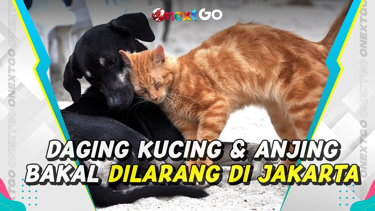 Penjualan Daging Kucing dan Anjing Akan Resmi Dilarang di DKI Jakarta ...