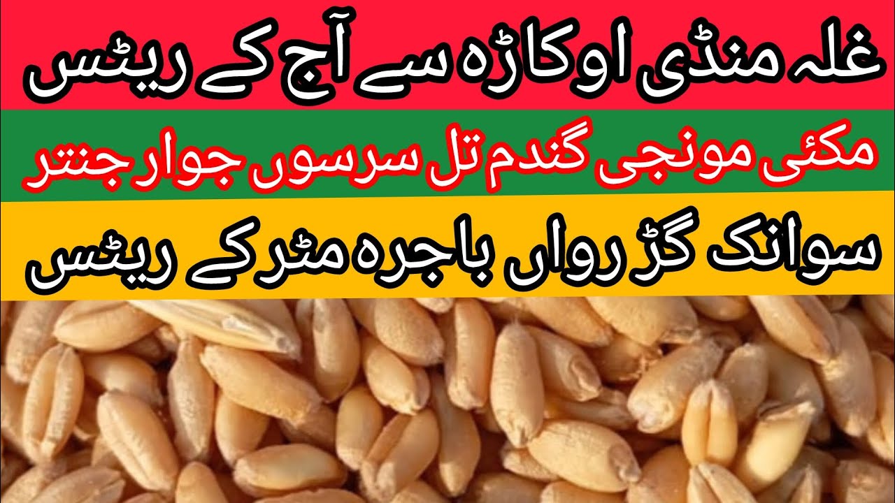 okara mandi today wheat maize till sarson jawar bajrah rowan dhan swank ...