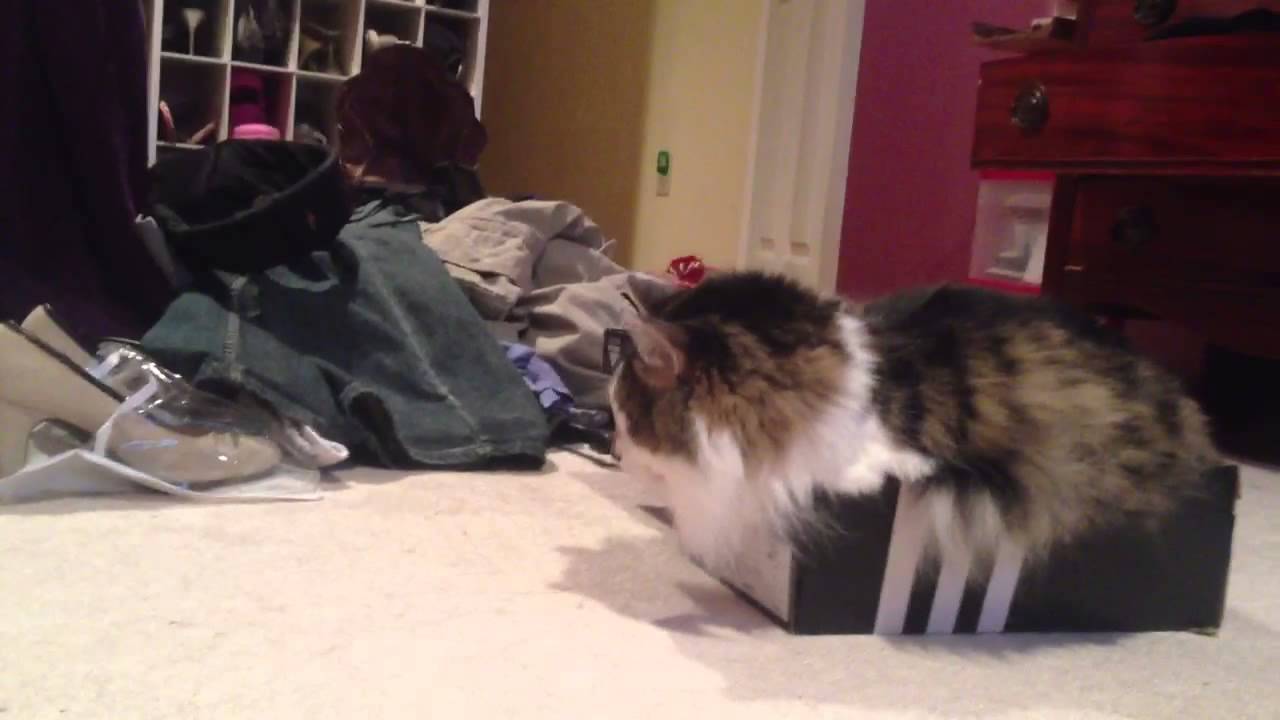 Cool Cat does head nod in response to "sup" - YouTube