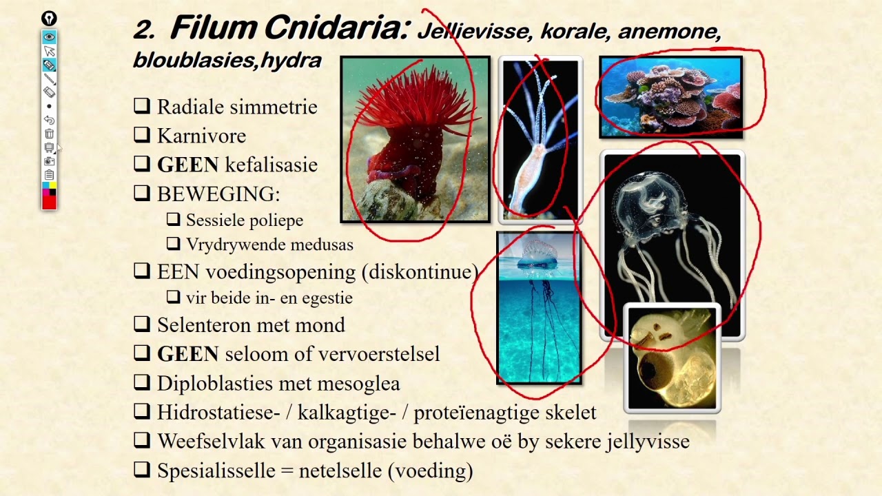 Lewenswetenskappe GR11 Biodiversiteit van Diere Deel 2 - YouTube