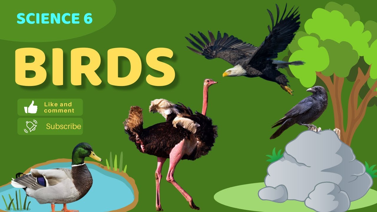 BIRDS - VERTEBRATES - YouTube