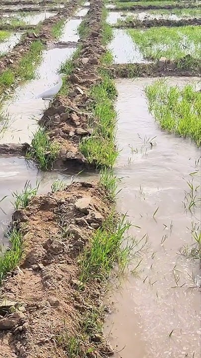 Kheton Me Pani Chal Raha Hai | MAA GARIA FARM - YouTube