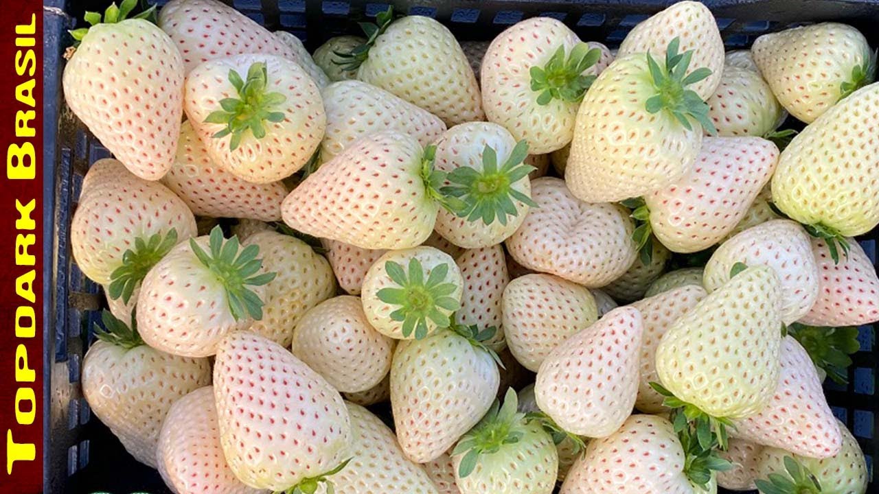 10 Frutas Brancas mais Incríveis do Mundo - YouTube