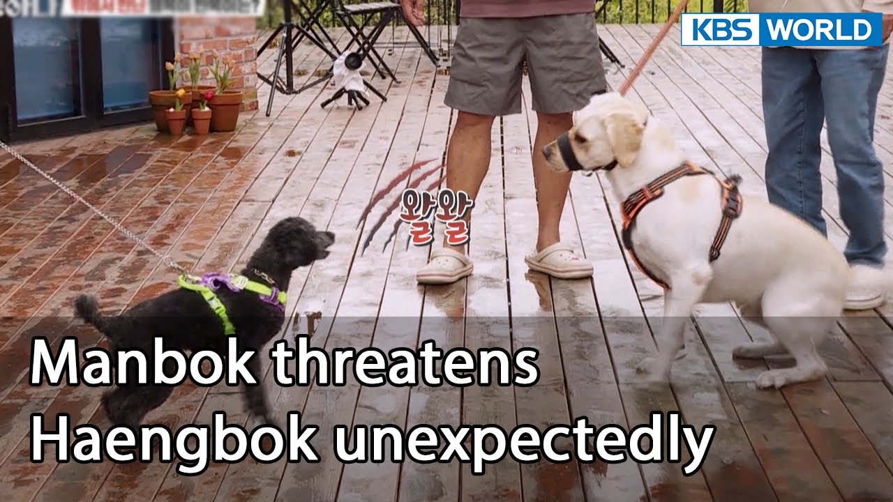 Manbok threatens Haengbok unexpectedly (Dogs are incredible EP.101-1 ...