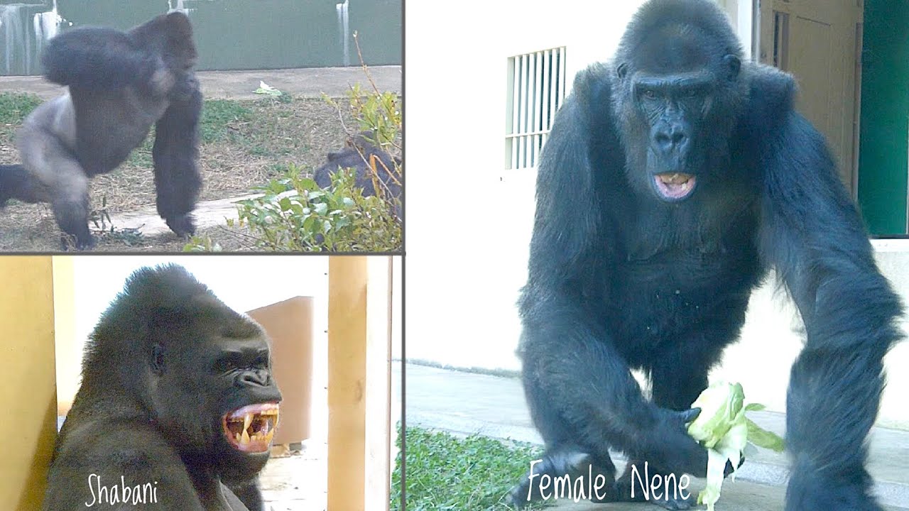 Silverback Gorilla Lunging At Aging Female ️| The Shabani Family - YouTube