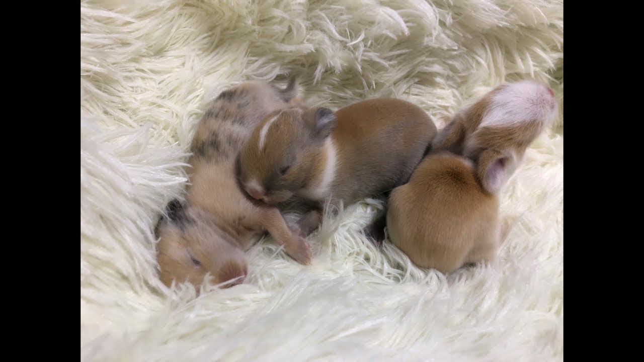 7-day-old baby rabbits eat their fill and then sleep - YouTube