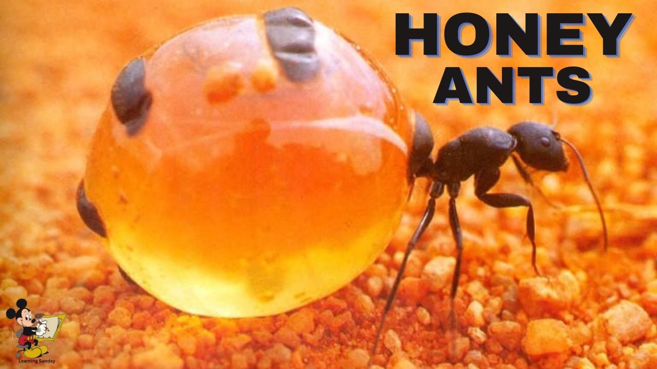 Discover the Fascinating World of Honey Ants: Fun Learning for Kids I ...
