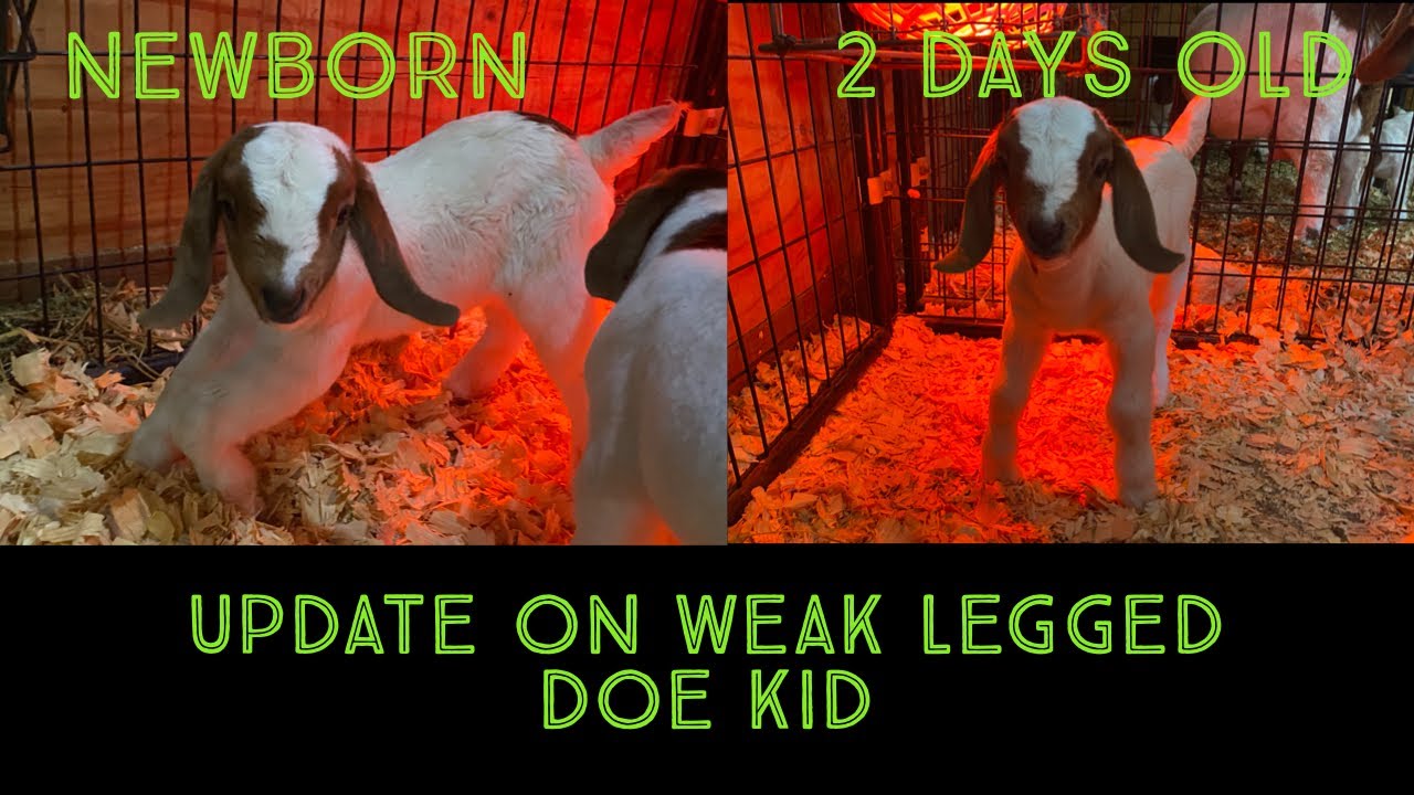 Update on Doe Kid with Weak Front Legs | Selenium Info | Raising Boer ...
