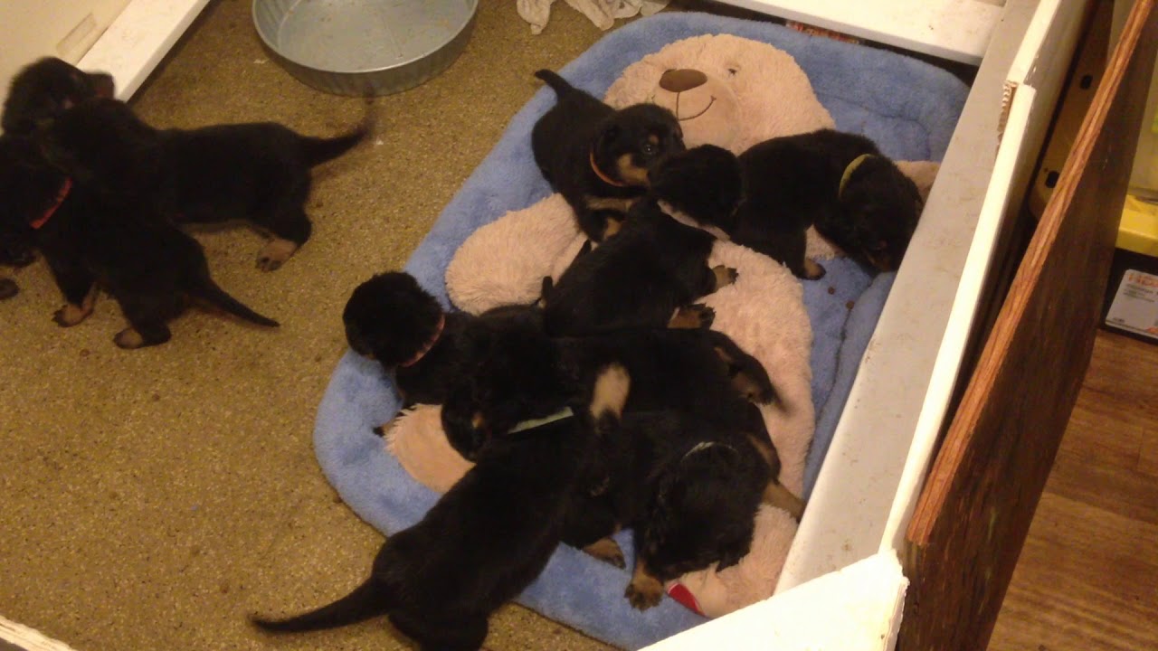 Beauceron Puppies and Big Stuffed Toy - YouTube