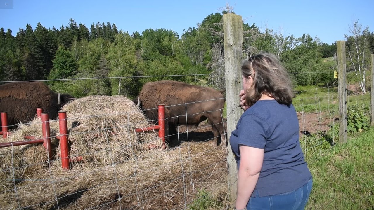 Angie visits the Bison in Linacy, Nova Scotia - YouTube