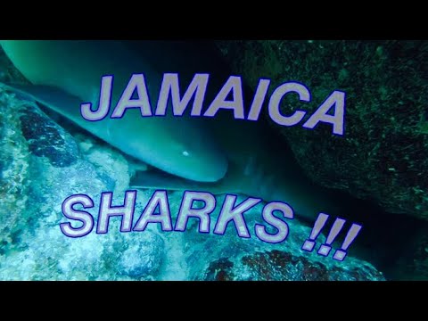 JAMAICA DIVING, SHARKS !!! - YouTube