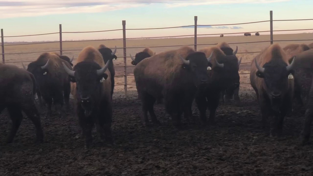 Brown Yearling Bulls - YouTube
