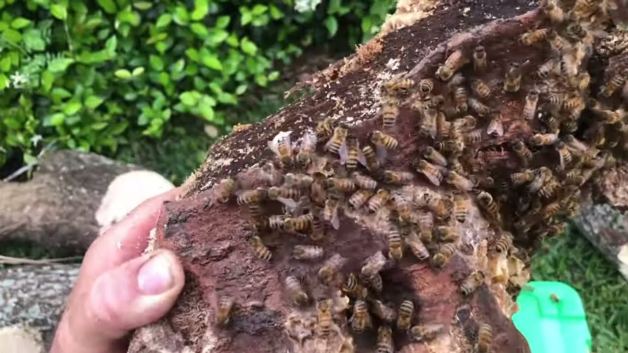 Bee Man Vs Yucca Tree - YouTube