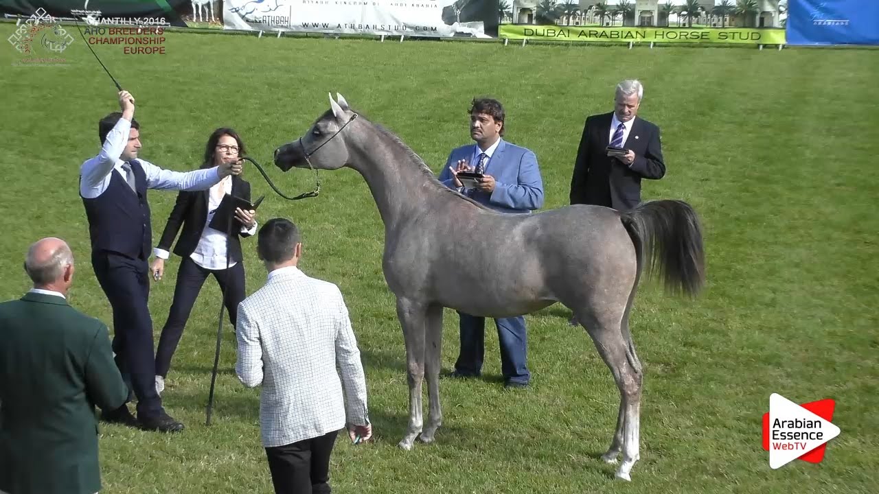 1st - N.8 DA ALIHANDRA - Chantilly 2016 ABCE - Yearling Fillies (Class ...