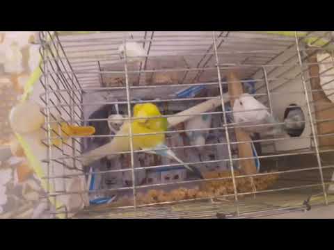 Sapık Anne Babanın çocuklarının yanında çiftleşmesi#MUBİŞLERİM