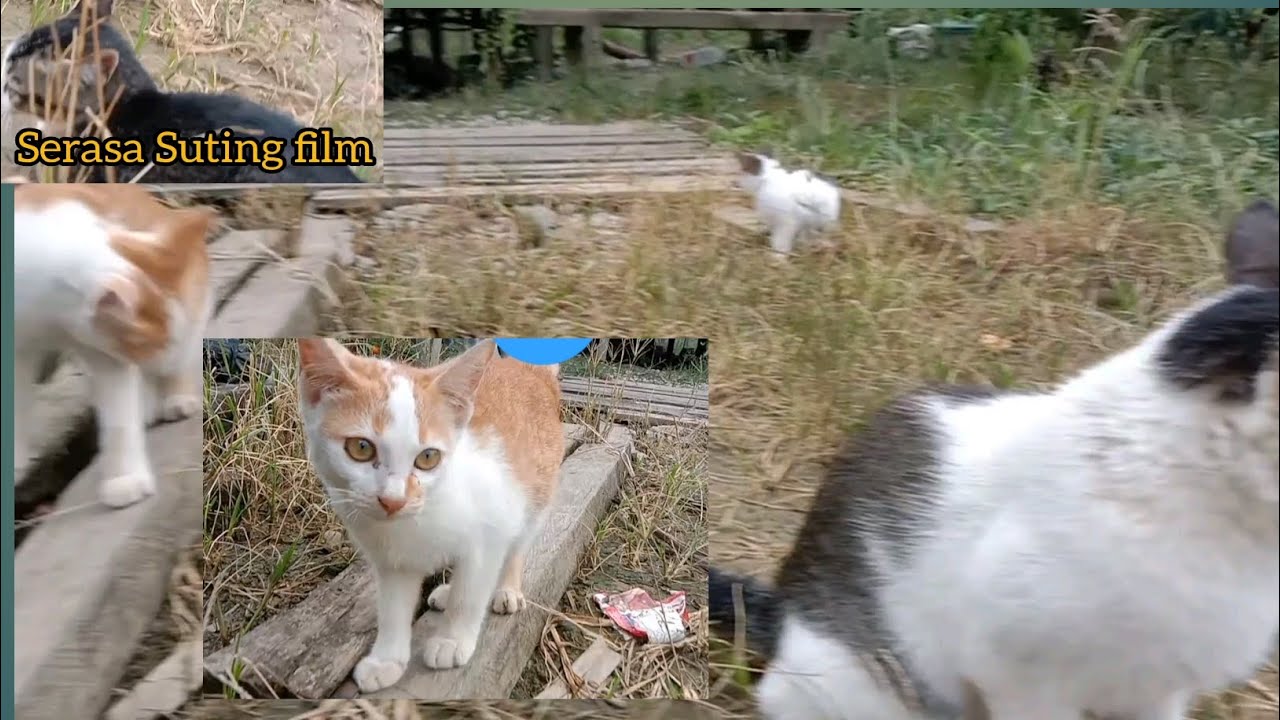 KUCING LUCU GENG MEONG - YouTube