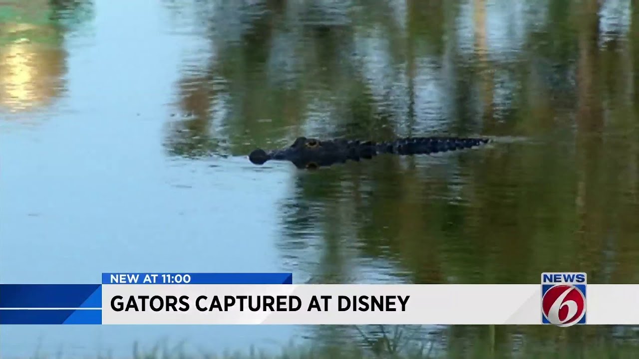 Gators Captured At Disney - YouTube