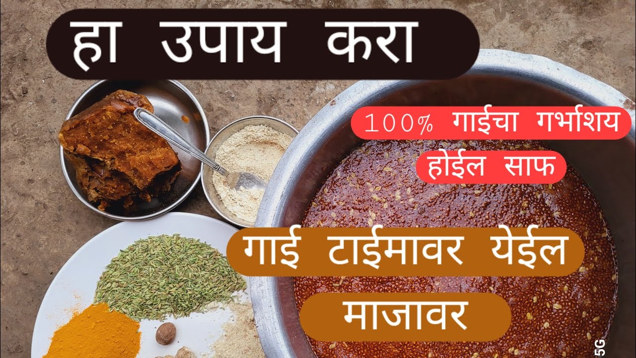 गाई होईल लवकर गाभण [pregnant] . gaicha गर्भाशय साफ होईल हा उपाय ...