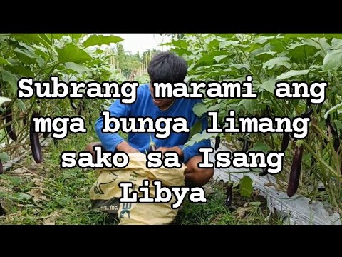Subrang marami ang mga bunga 👍 limang sako sa Isang linya 🥰 thank you ...