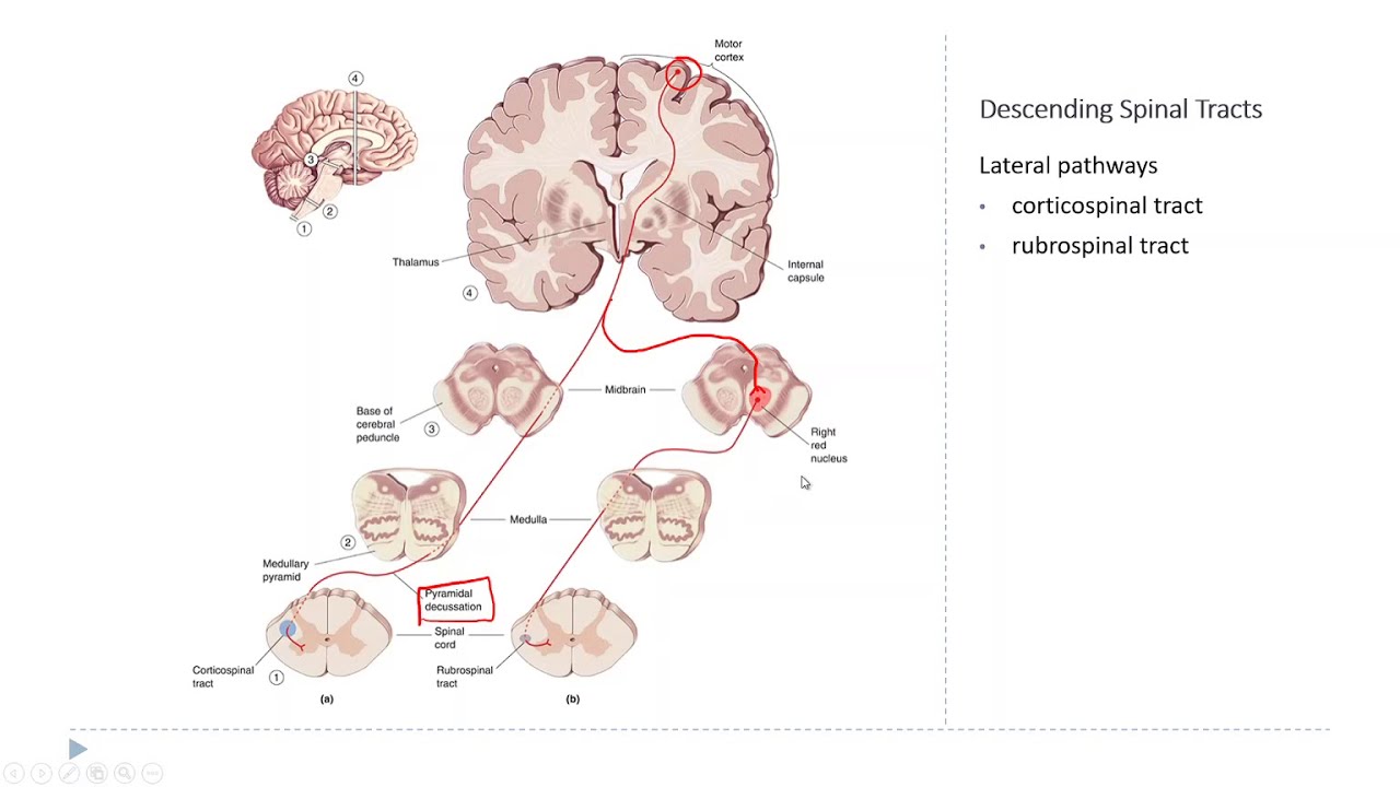 OSSM Neuro Chapter 14 - The Descending Spinal Tracts - YouTube