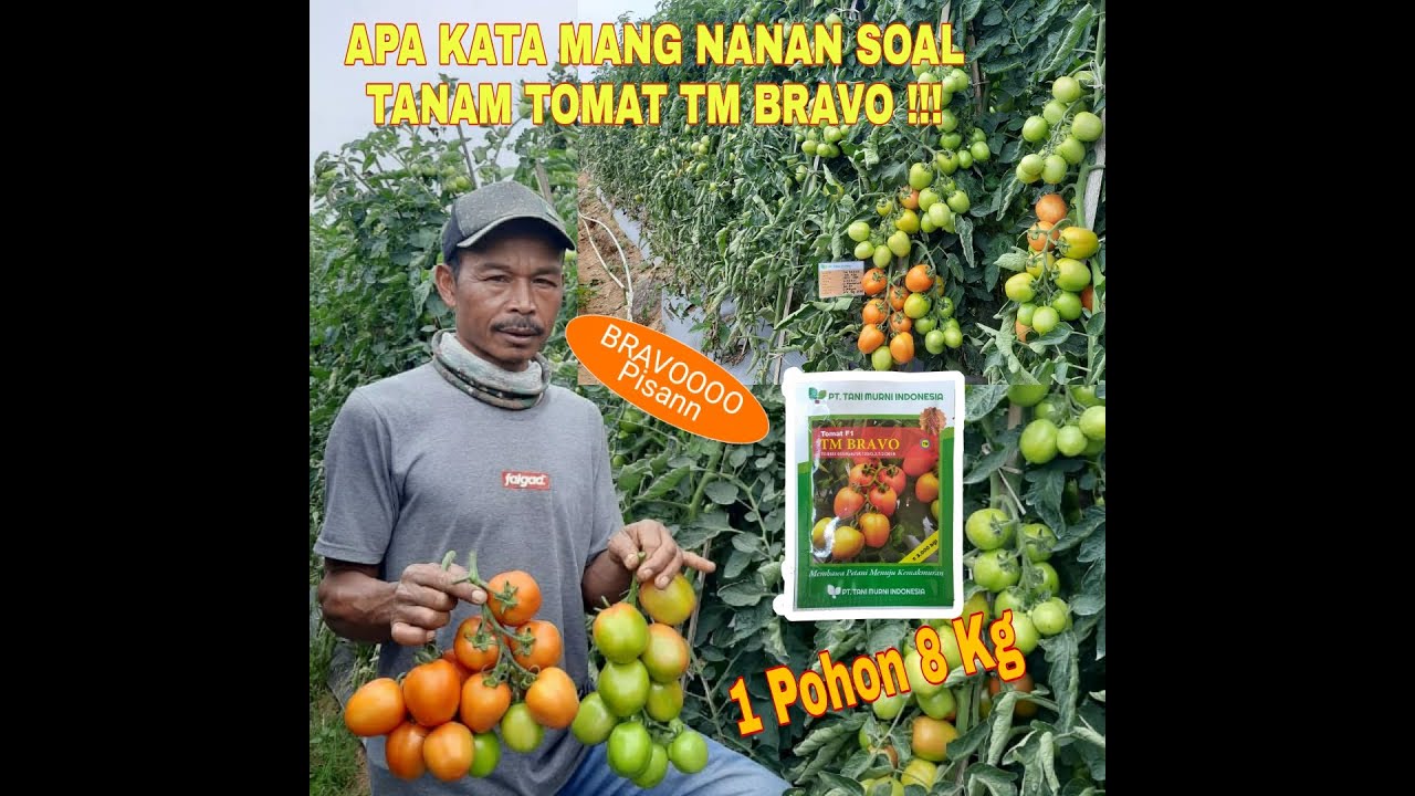 Tomat Besar TM Bravo PT TMI - YouTube