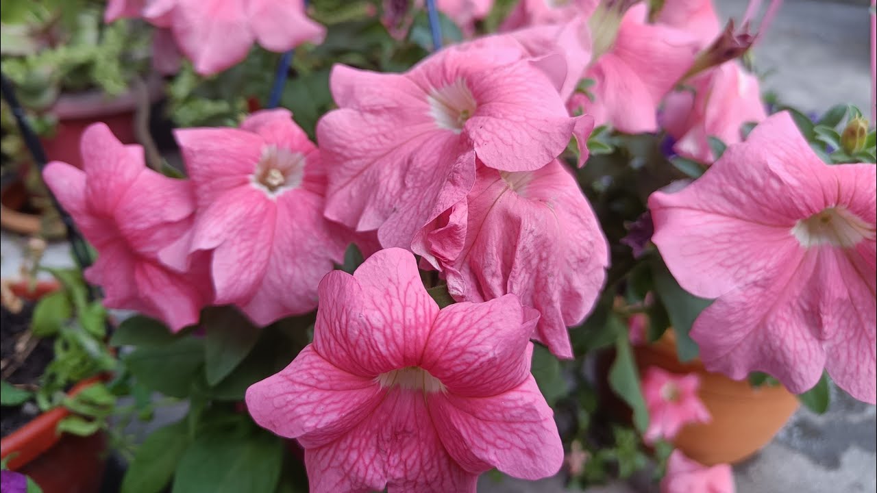 Petunia care|Tips to get more flowers in petunia|Winter flowering plant ... Petunia care|Tips to get more flowers in petunia|Winter flowering plant ...