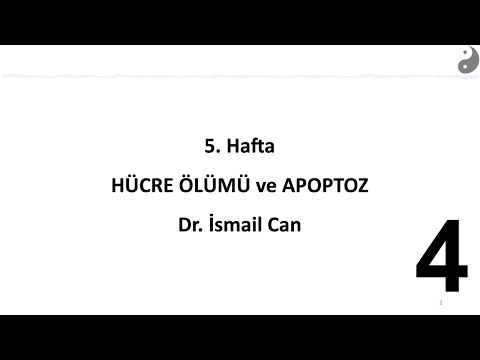 Hücre-B23: Apoptozis-4 (Apoptoz nedir? Nekroz ve Apoptoz Farkları) | Dr. İsmail Can