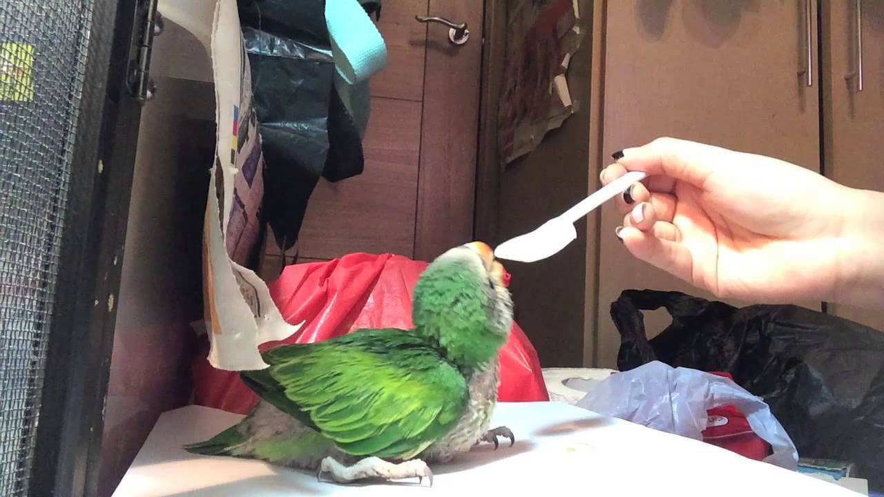 UPDATE: Moustached Parakeet baby crop stasis - YouTube