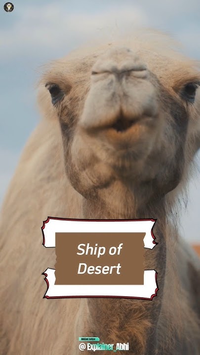 Why camel called the ship of desert 🤔 #shorts #desert #camel - YouTube