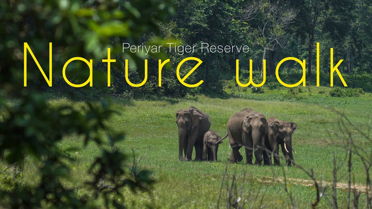 Periyar Tiger Reserve | 4K Relaxing Forest Walk | Natural sound ...