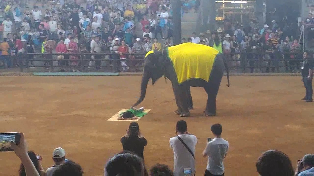Elephants attacking humans Latest viral video - YouTube